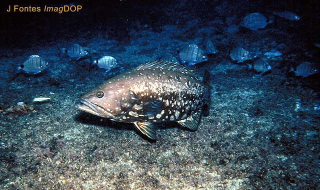 No Mar Profundo: Badejos 01