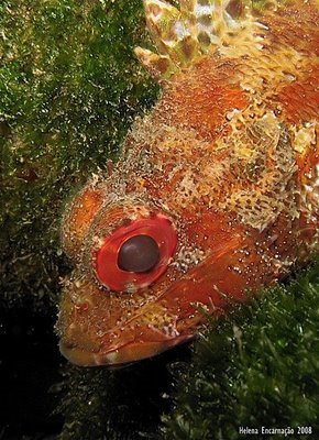 No Mar Profundo: Peixes Rocaz 01