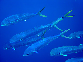 No Mar Profundo: Peixes Dourados do Mar 01