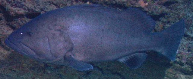 No Mar Profundo: Peixes Cherne (Garoupas)