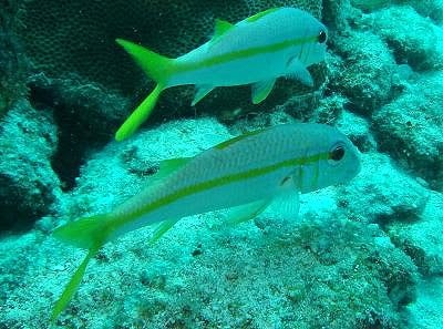 No Mar Profundo: Peixes Salmonete 01