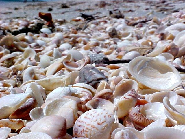 No Mar Profundo: Conchas do Mar 01