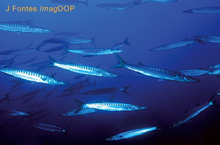 No Mar Profundo: Peixes Bicuda 01