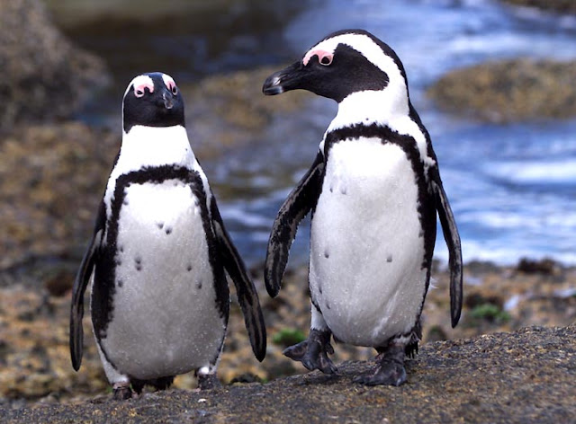 No Mar Profundo: Pinguins 03