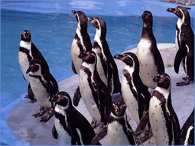 No Mar Profundo: Pinguins 03