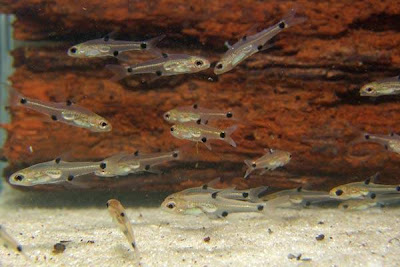 No Mar Profundo: Piaba Dálmata