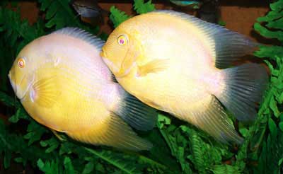 No Mar Profundo: Peixes Acará Severum Gold 03