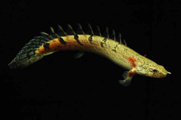 No Mar Profundo: Peixes Polypterus Delhezi 02