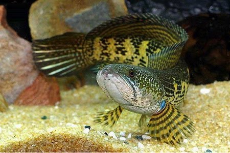 No Mar Profundo: Peixes Golden Cobra Snakehead