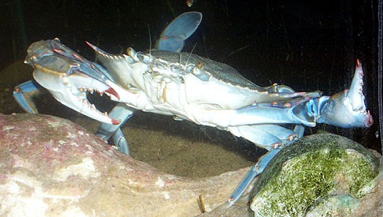 No Mar Profundo: Siri Azul