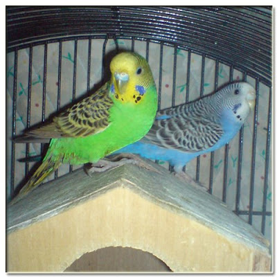 Beautiful pets: Favorite popinjay