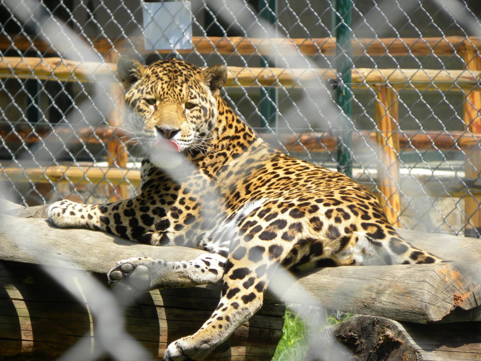 Quest Macedonia blog: Zoo Skopje