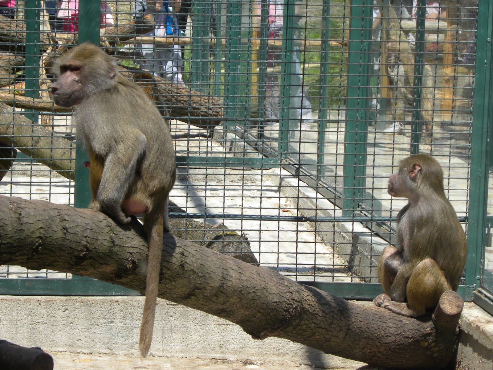 Quest Macedonia blog: Zoo Skopje