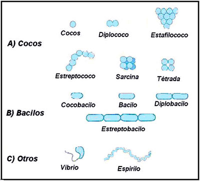Generalidades bacteriologicas