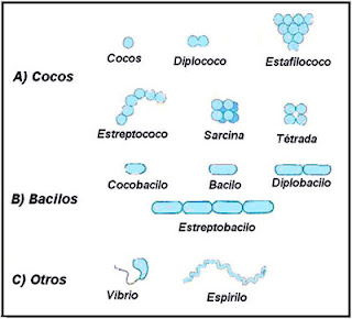 Generalidades bacteriologicas