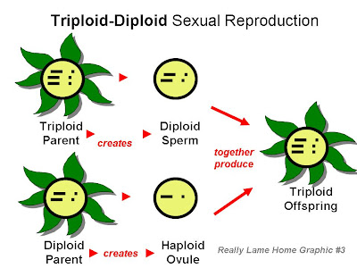Watching the World Wake Up: Dandelions are Way Cool Part 2 - Genetics ...
