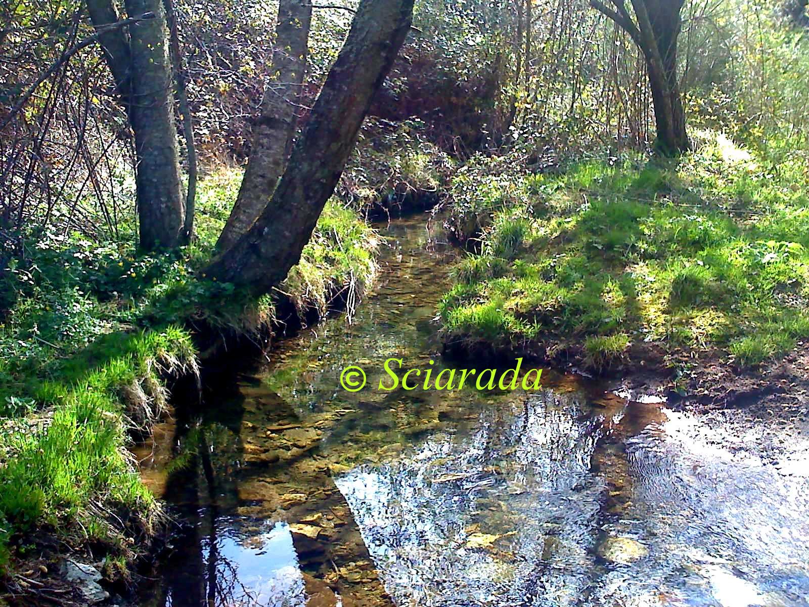 Anima Mundi: Ruscello nel bosco
