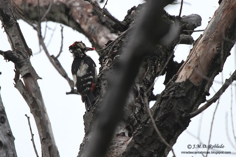 Miradas Cantábricas: VIAJE A BULGARIA: MONTAÑAS DE VITOSHA (1ª parte)