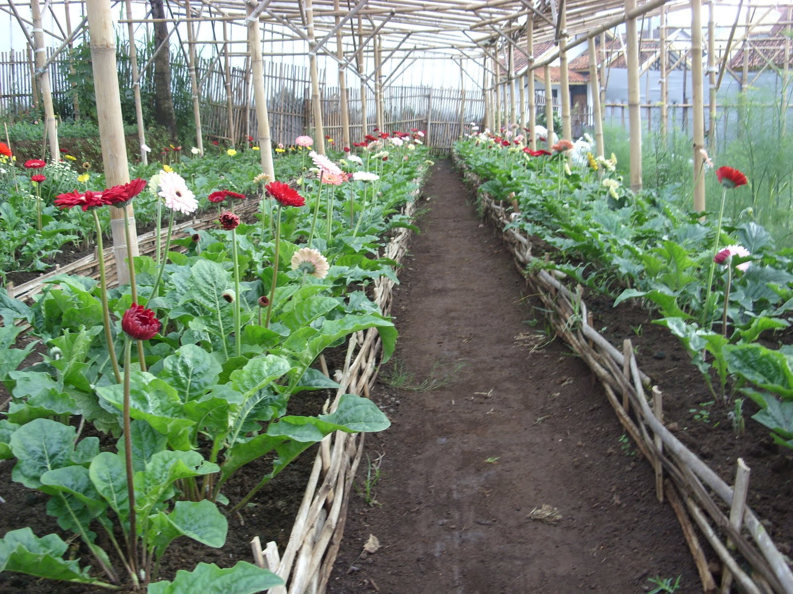 Toko Bunga Bandung: BUDIDAYA TANAMAN GERBERA