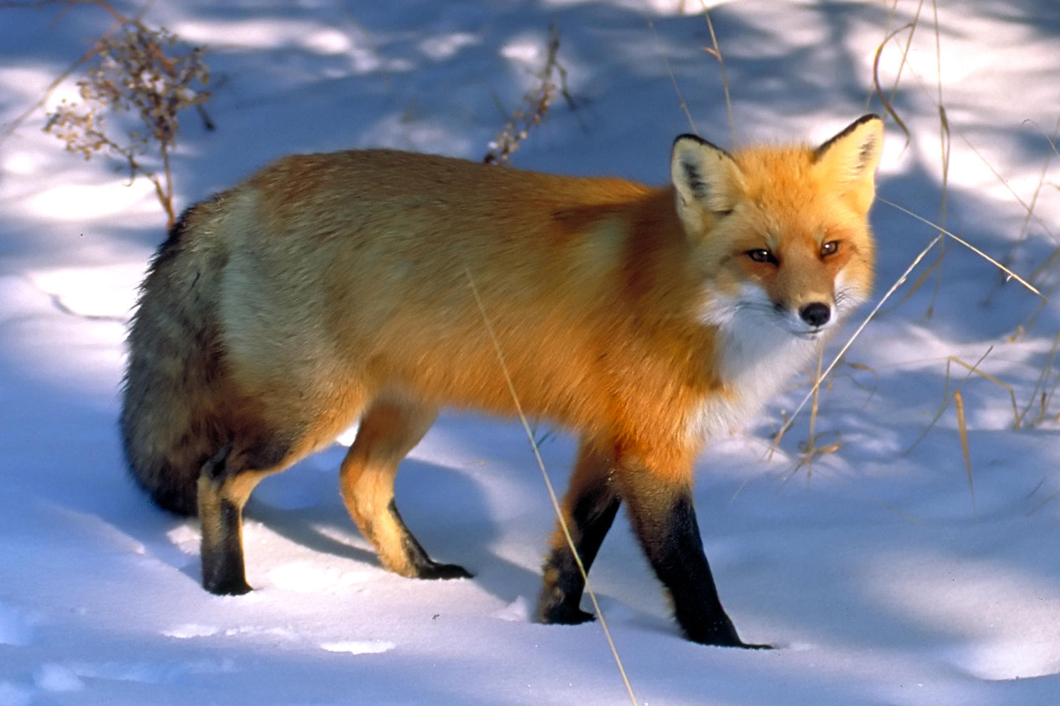 Reven....: januar 2011