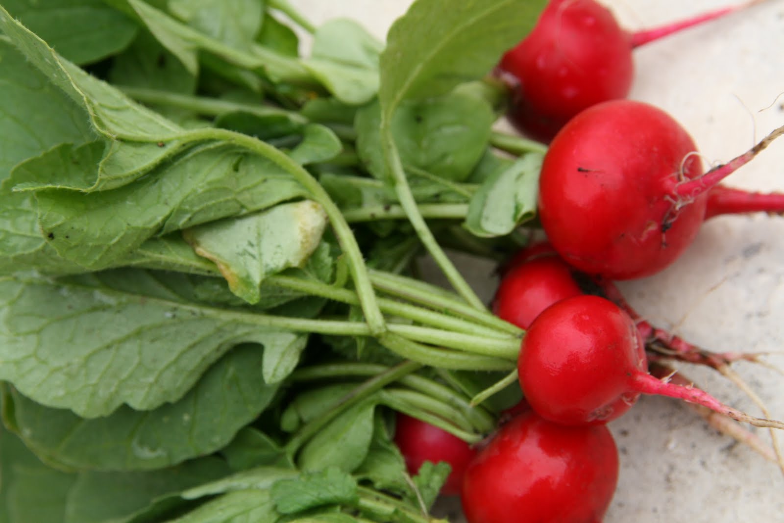 Snow White & Rose Red: red red radish