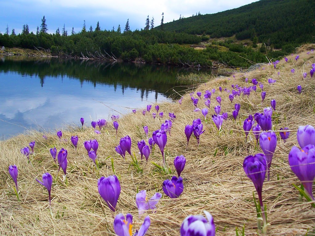 Cariera de sulf din Munţii Călimani: 1.6. VEGETATIE