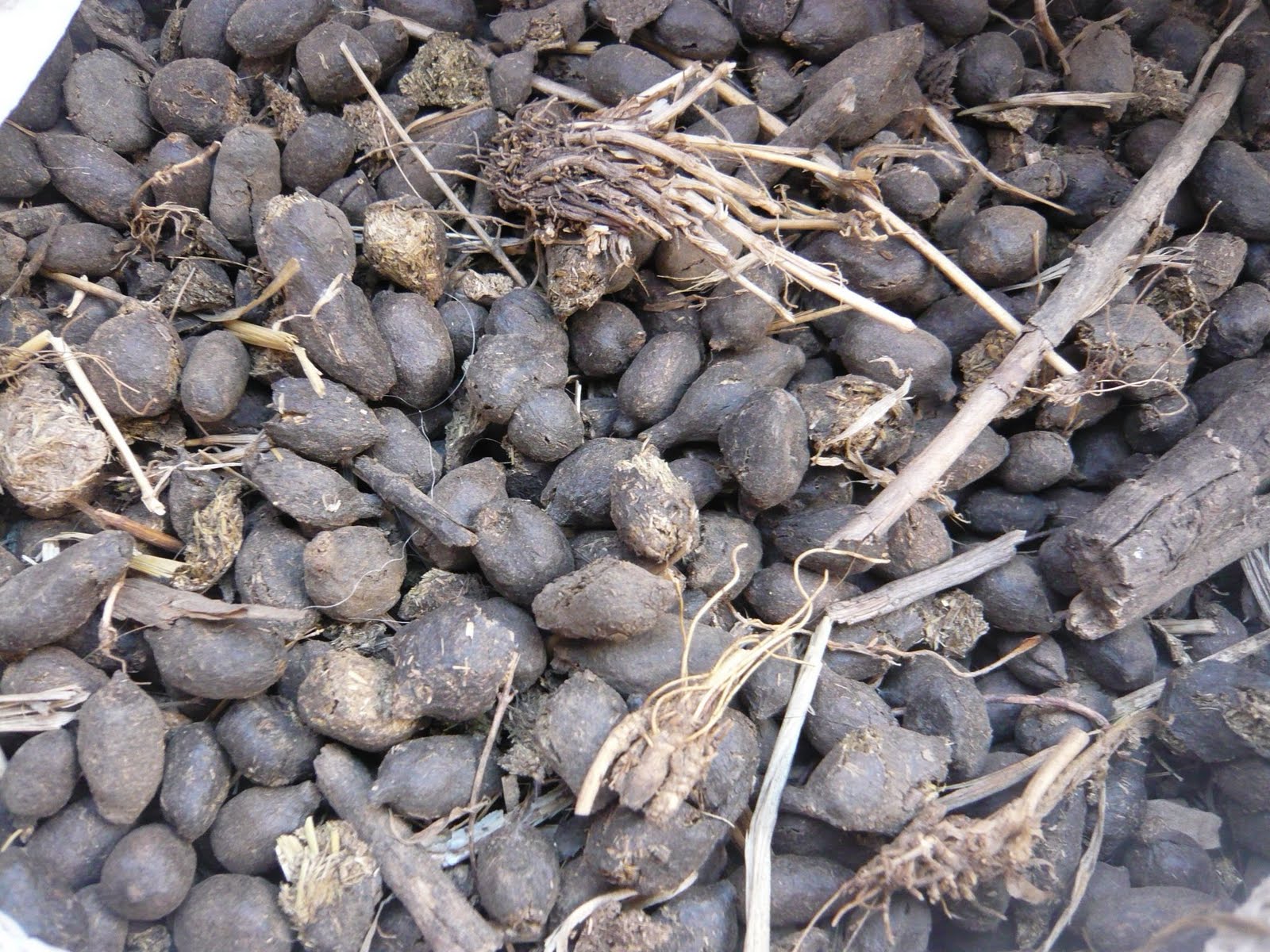 portugal permaculture: Alpaca poo tea