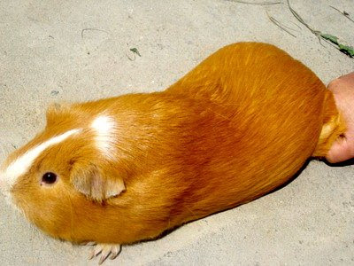 COMUNIDAD DEL CUY: CLASIFICACIÓN DEL CUY POR PELAJE