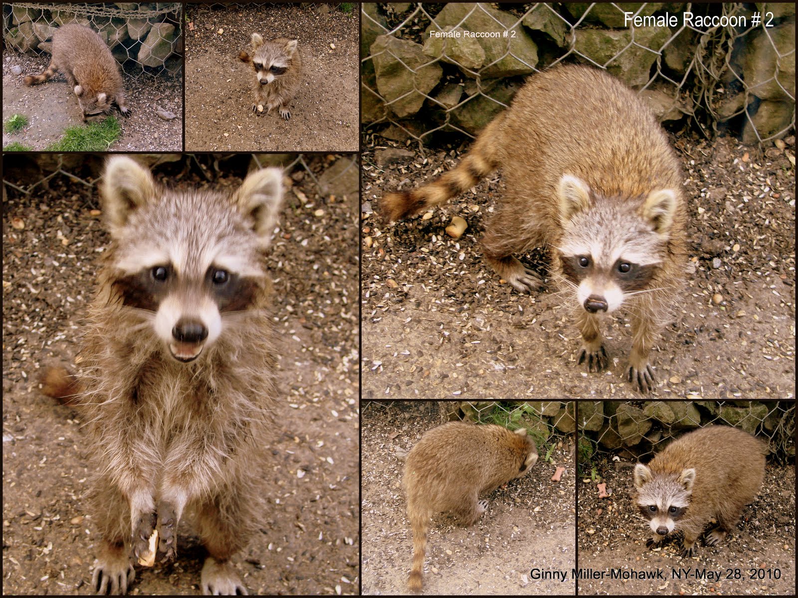 Photography By Ginny: May 28th Collages-Fox-Coon-Squirrel-Chipmunk