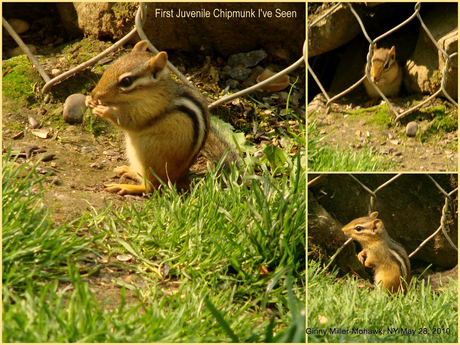 Photography By Ginny: May 28th Collages-Fox-Coon-Squirrel-Chipmunk