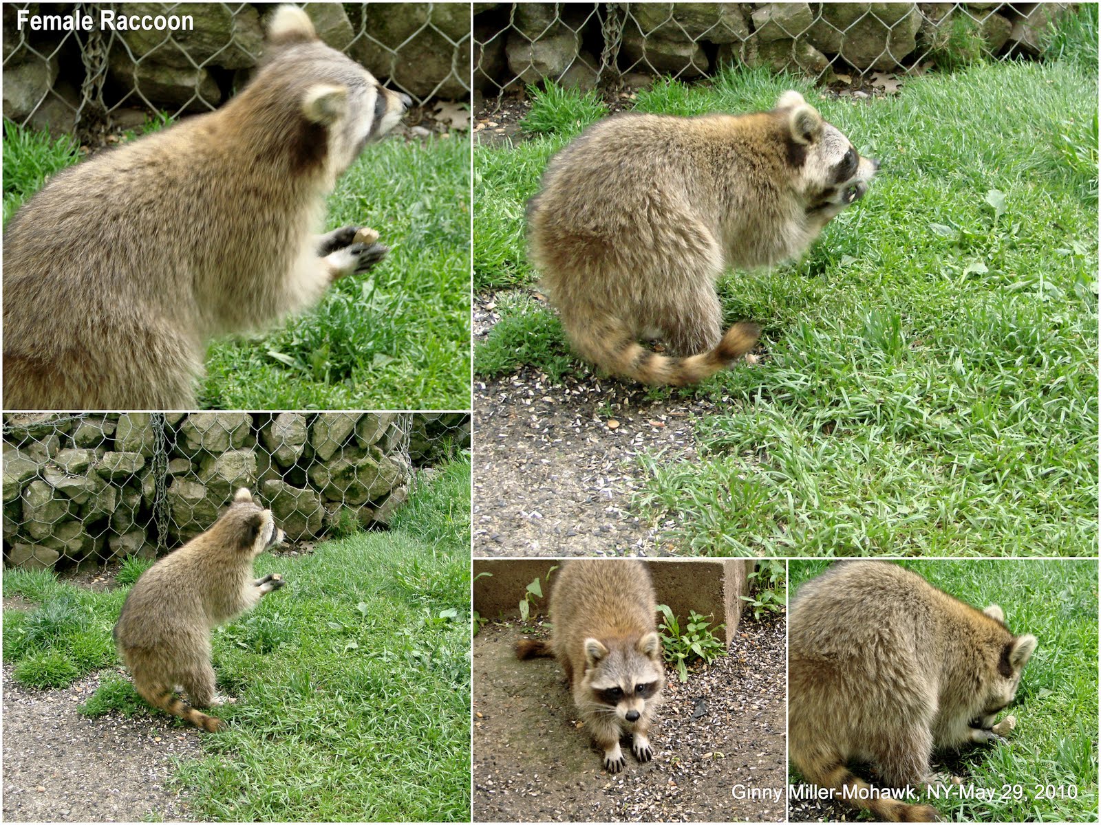 Photography By Ginny: May 29, 2010-White Admiral Butterfly-Fox-Coon Video