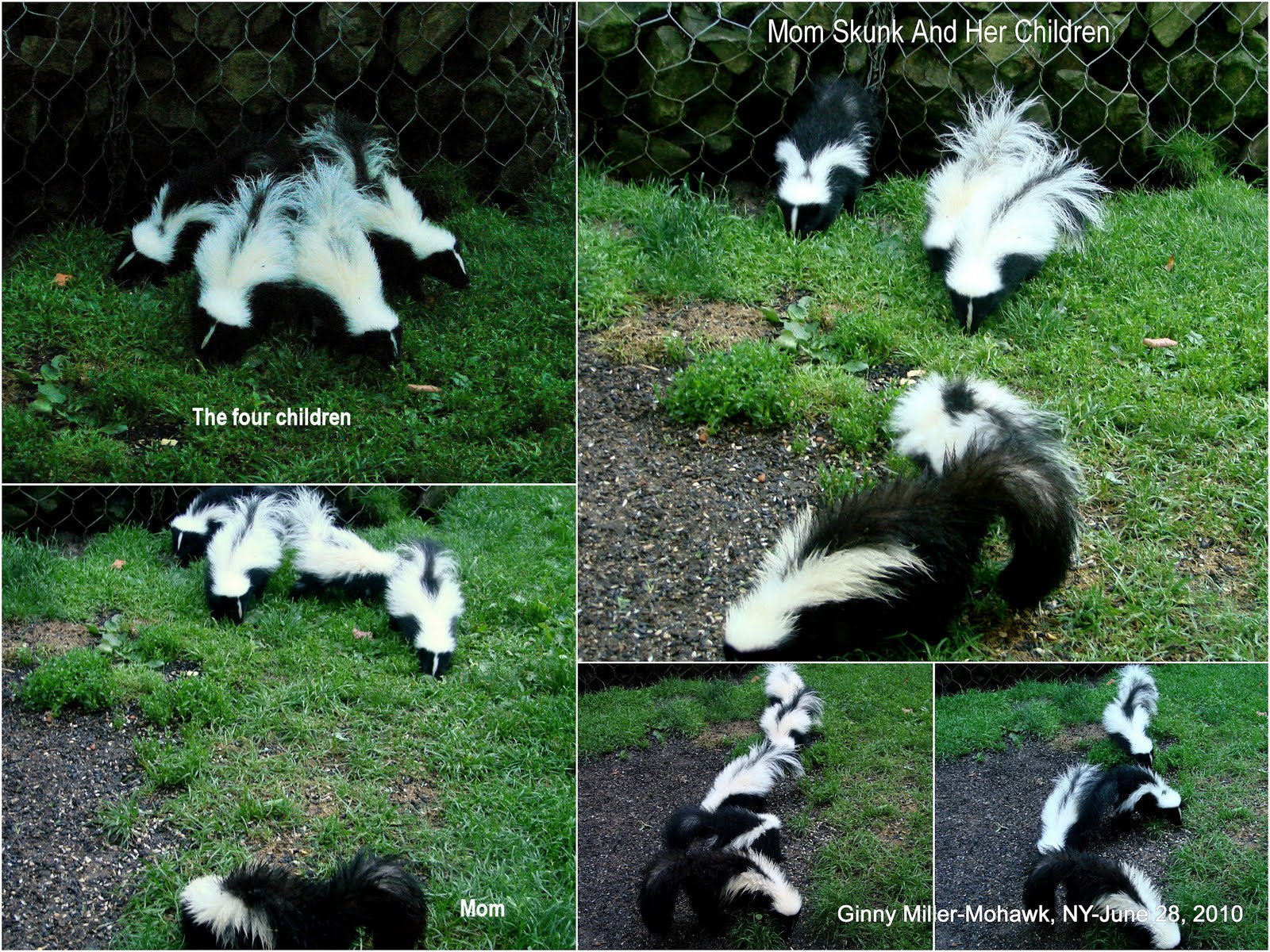 Photography By Ginny: June 28, 2010-Skunk Babies!-Fox Pups