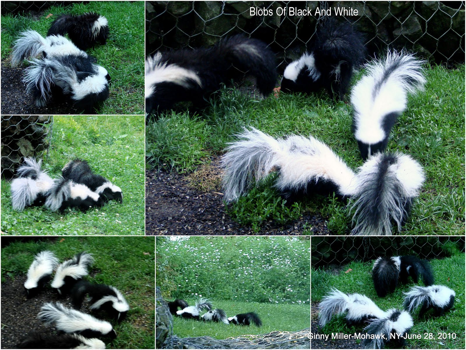 Photography By Ginny: June 28, 2010-Skunk Babies!-Fox Pups