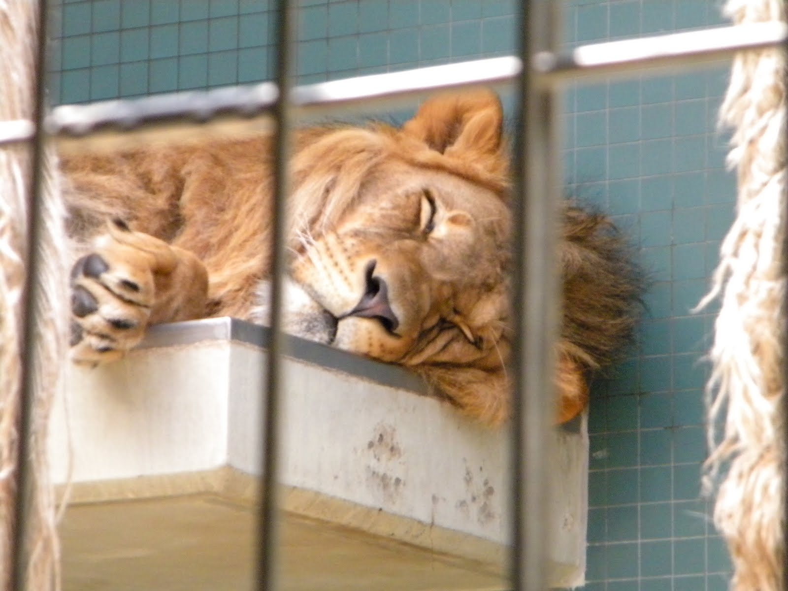 Berlin Study Abroad: World's Largest Zoo