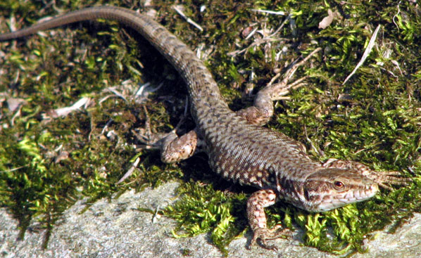 arthur l'Explorateur: Les lézards