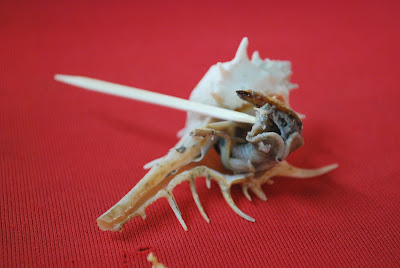 Penang Hawker Food Blog: Tambun Seafood : Spiky Shells