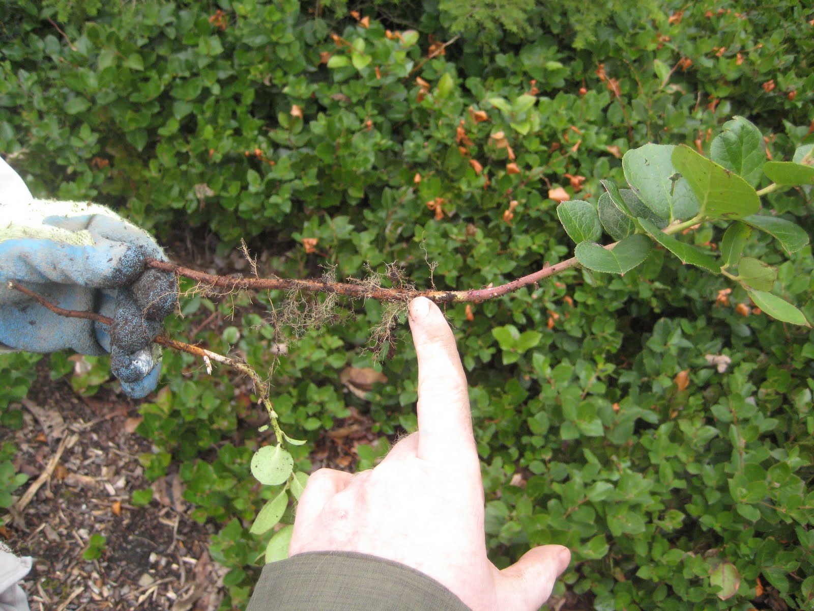 Soulstice Gardens : Salal Propagation