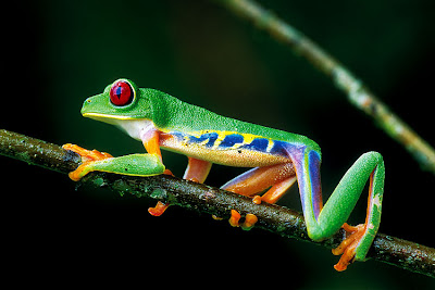 ITU LA PASAL: Frogs with beautiful Rainbow Colors