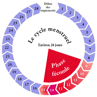 Et la vie!: Le cycle menstruel de la femme