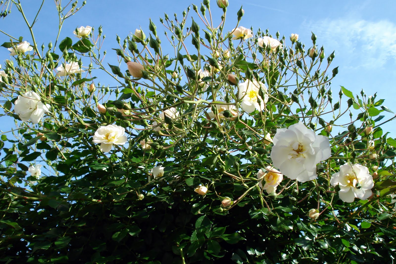 Joann and Jack: My World Tuesday = Jackson Perkins Roses in Bloom
