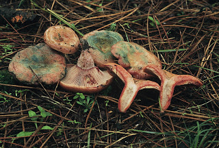 FUNGOS DE GALLAECIA Y NORTE DE LUSITANIA: PRINCIPALES FAMILIAS Y ...