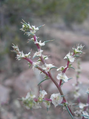 Arizona Wildflowers: Chenopodiaceae (Goosefoot Family)