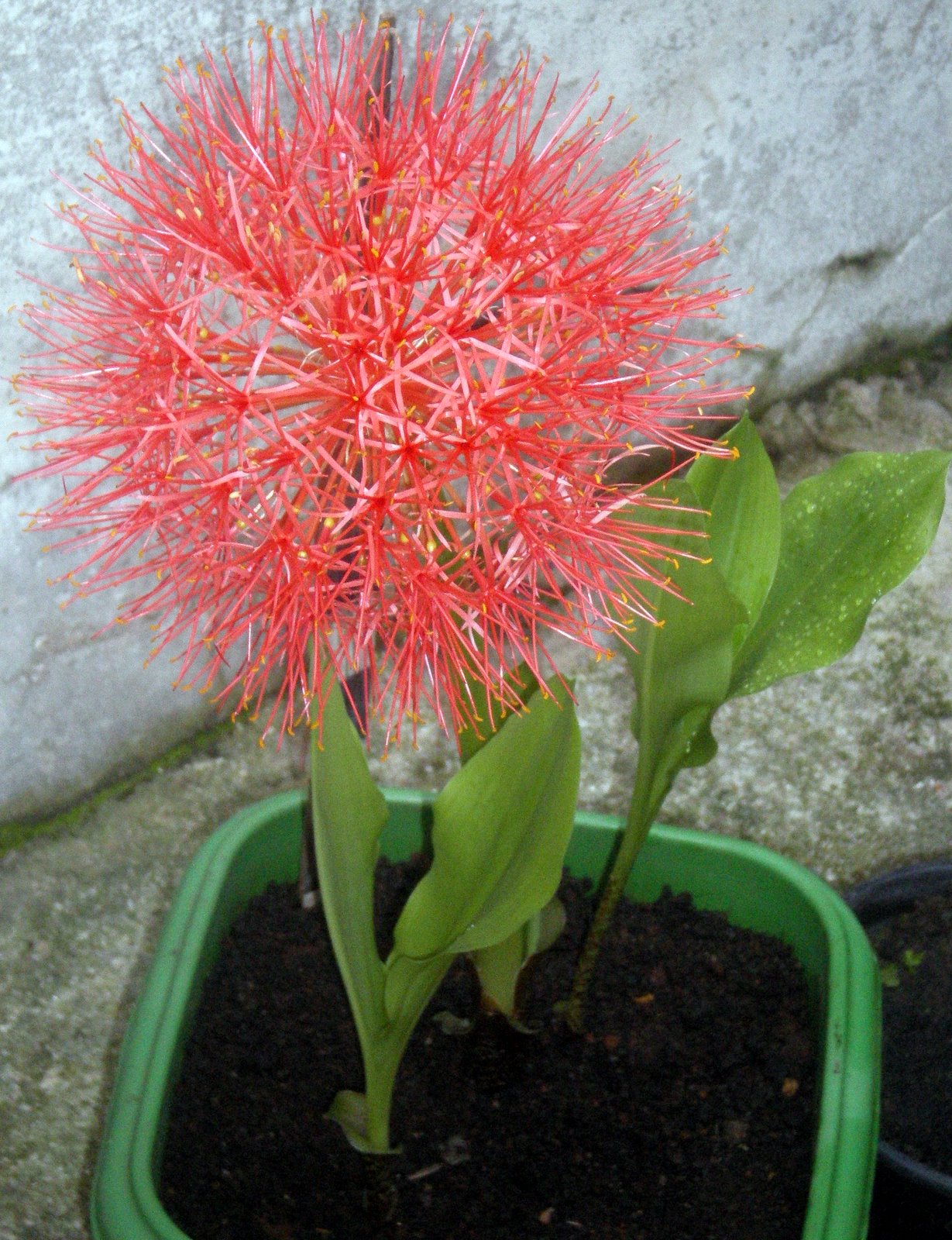 A NATUREZA QUE CANTA ENCANTA E AS VEZES SE ZANGA: COROA IMPERIAL