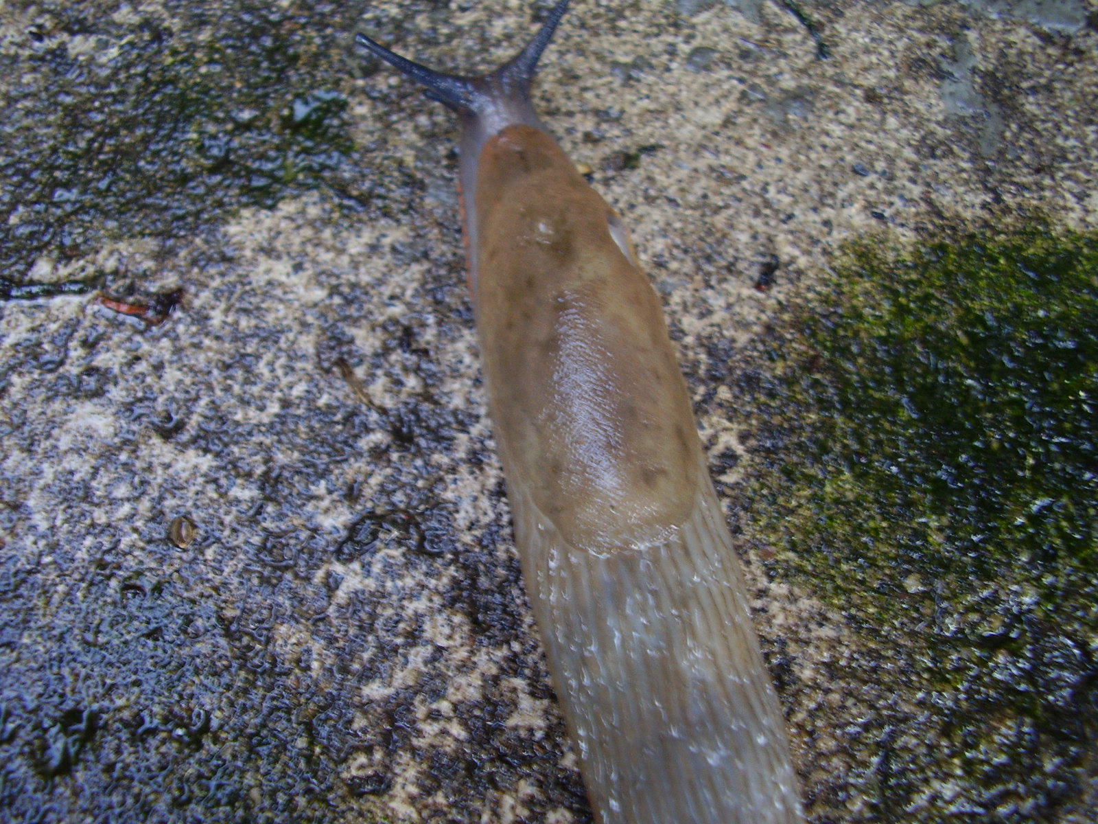 Blooms and Beasties: Slugs!