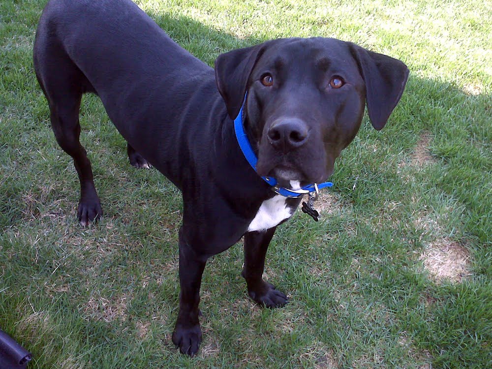 Happy Dog DNA: May 2010