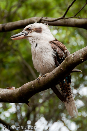 From Off the Beaten Path: New Zealand & Australia 12: Sydney Zoo