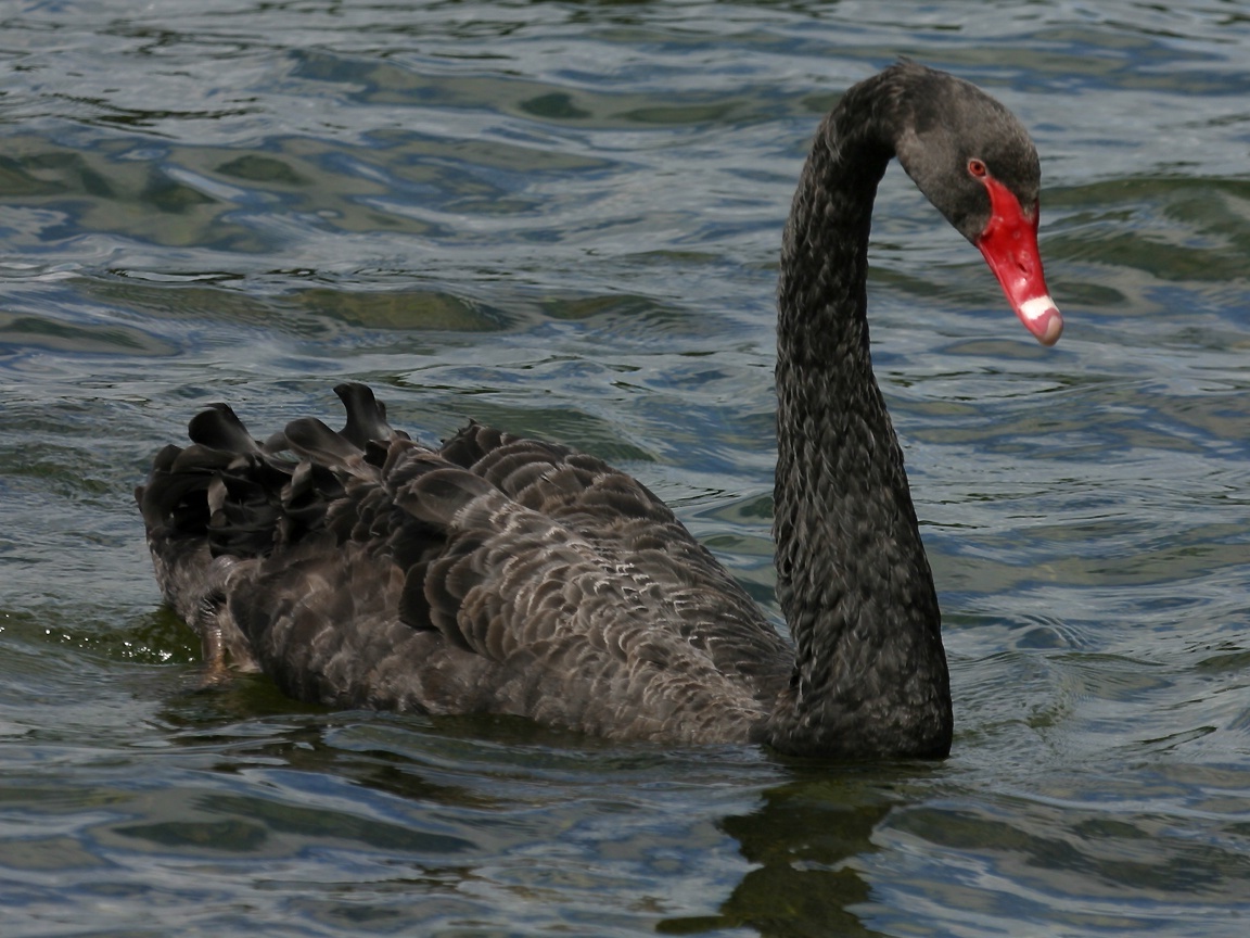 My War on Attention Whores: I've Seen BLACK SWAN