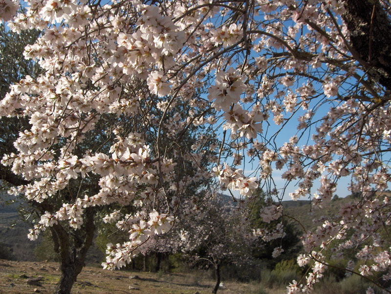 Pintar na Terra: Lente / Primavera