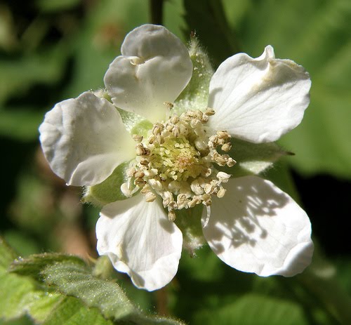 MALINALLI · herbolaria médica: FRAMBUESO - raspberrie - Rubus idaeus