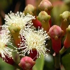 MALINALLI · herbolaria médica: CLAVO DE OLOR, CLAVERO DE OLOR - clove ...